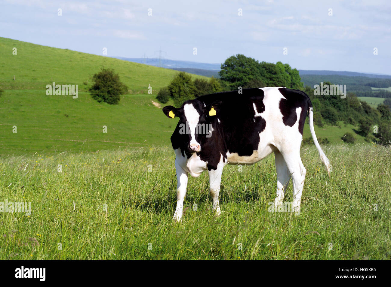 Calf on a pasture, German Holstein Stock Photo - Alamy