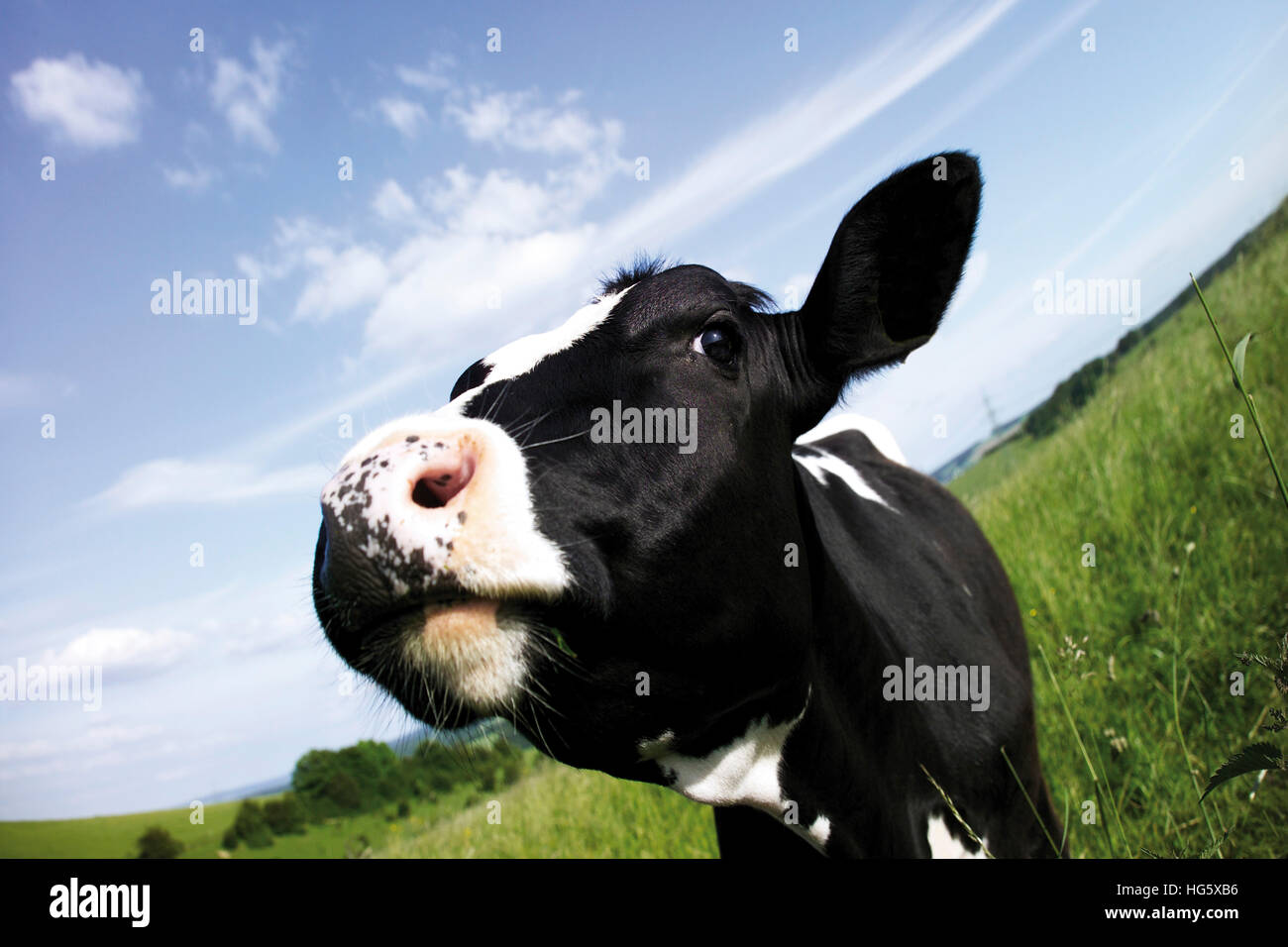 Cow, German Holstein Stock Photo - Alamy