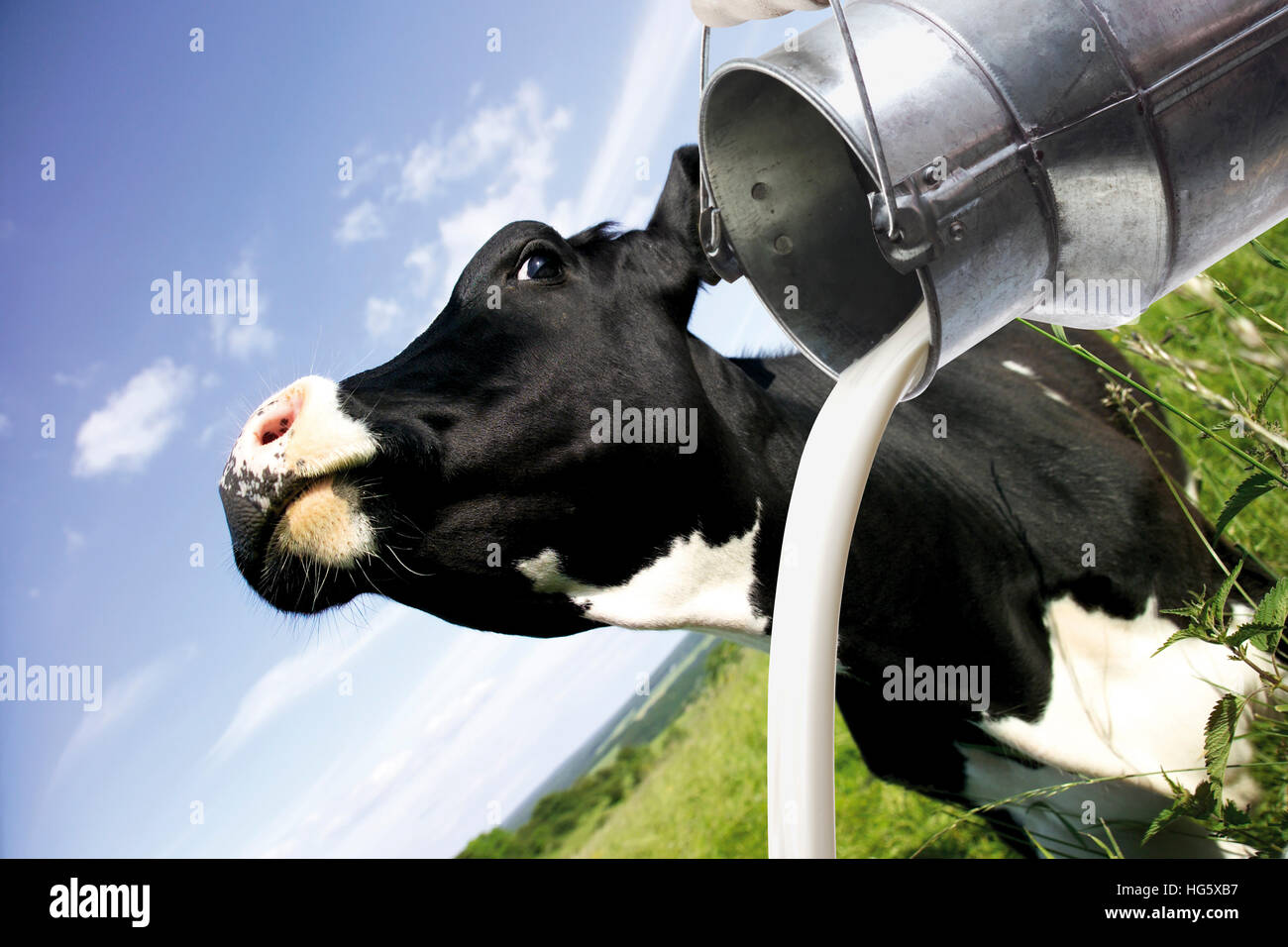 Cow, German Holstein, with milk jug: composing shot Stock Photo - Alamy