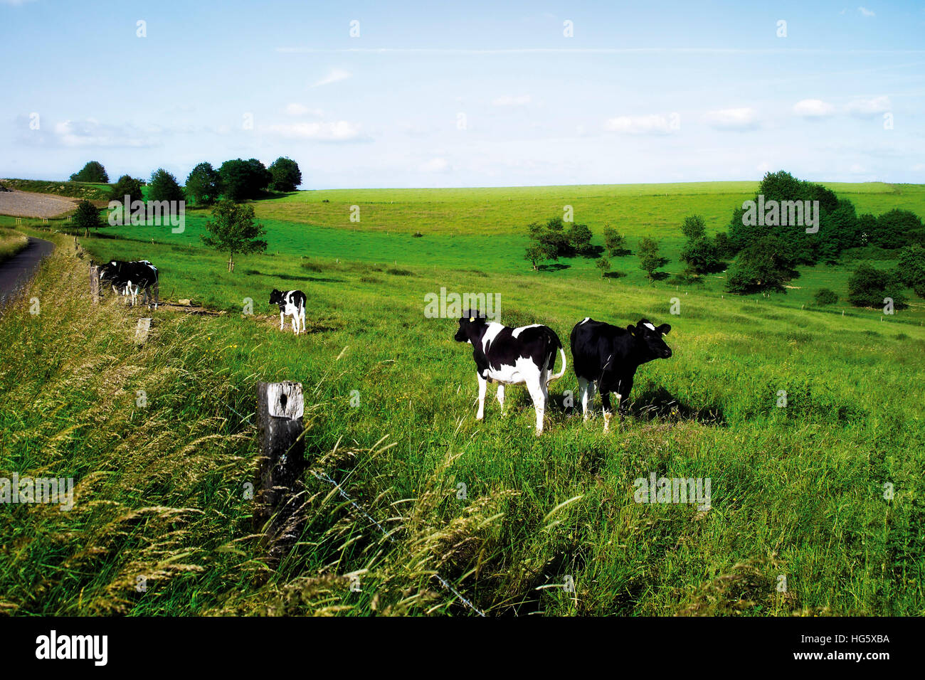 Cows on a pasture, German Holsteins Stock Photo - Alamy