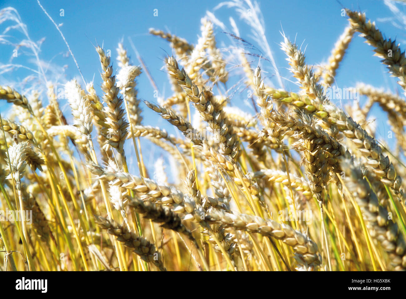 Wheat field (Triticum Stock Photo - Alamy