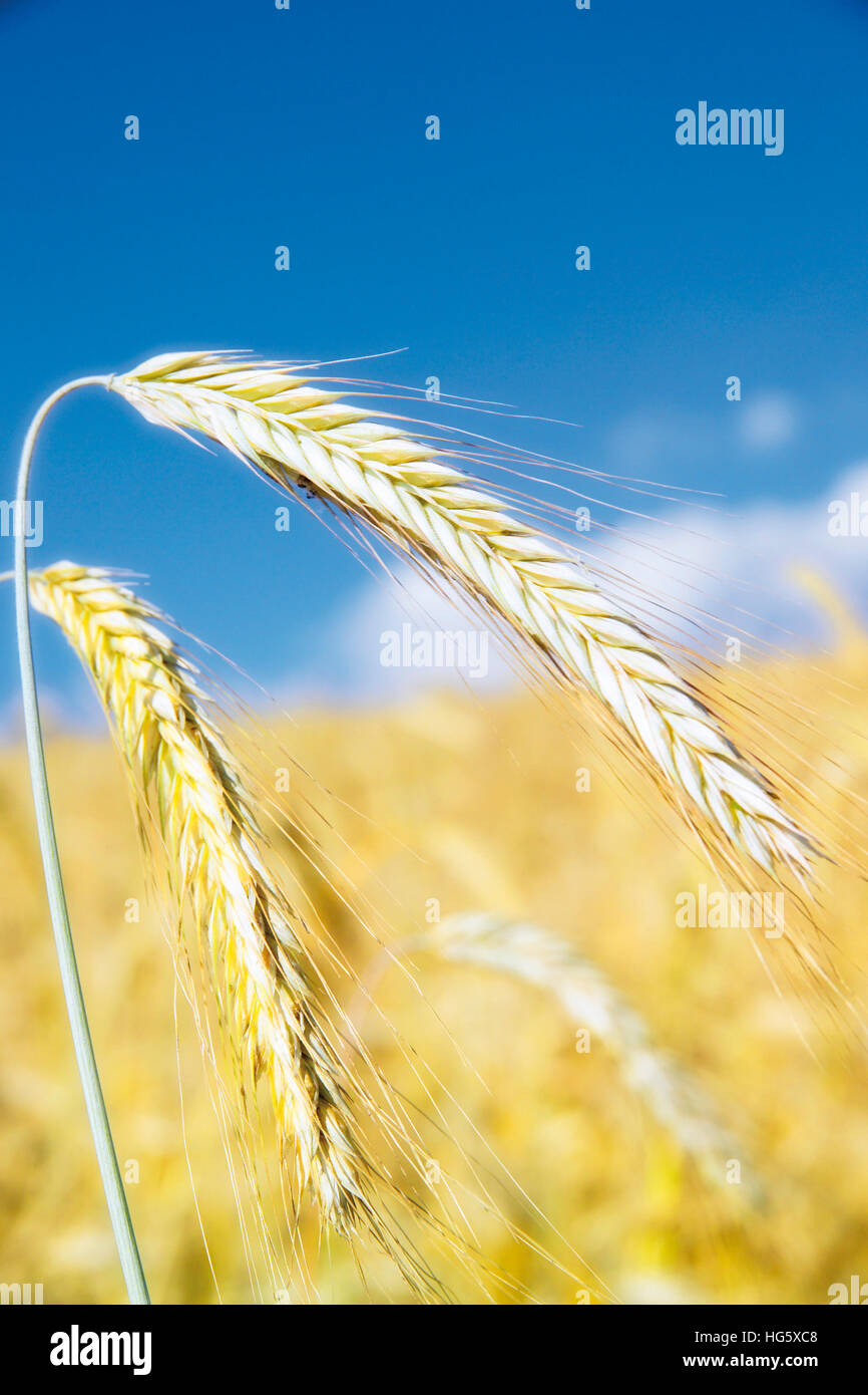 Rye (Secale cereale Stock Photo - Alamy
