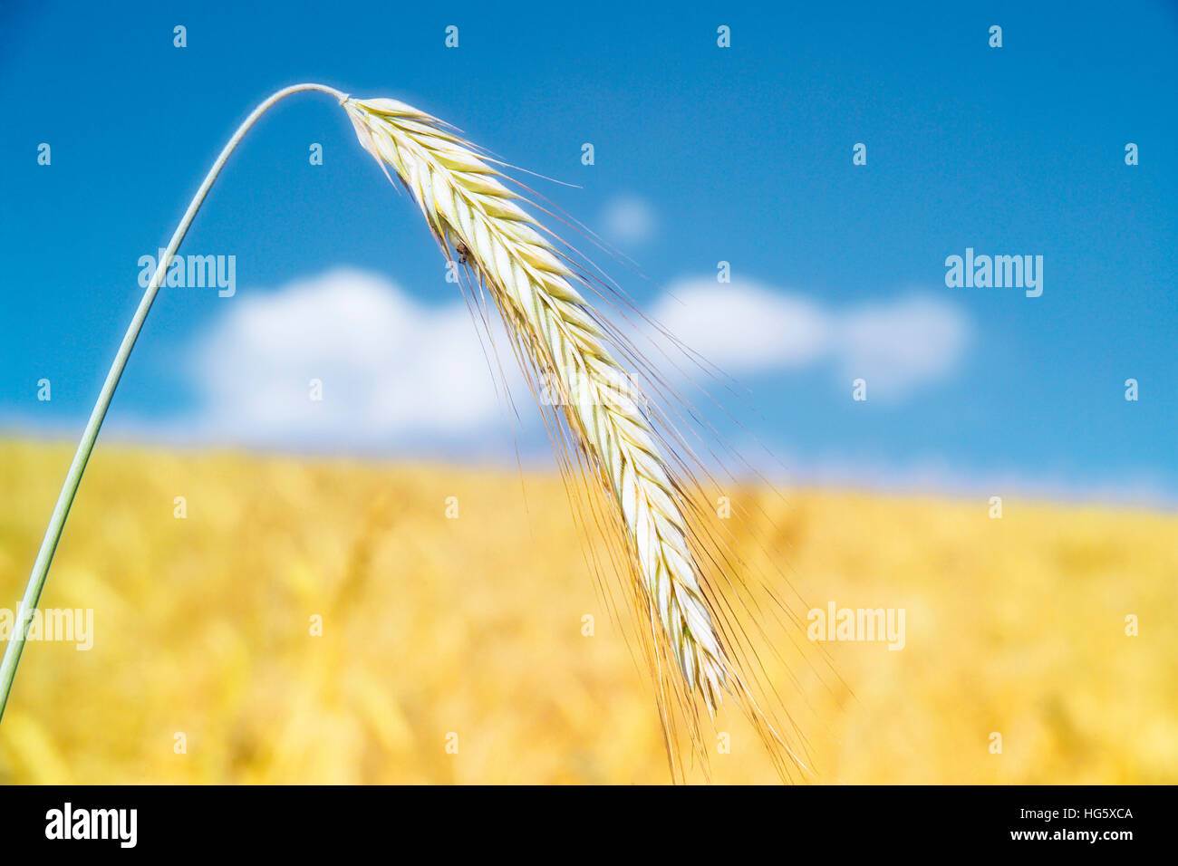 Rye (Secale cereale Stock Photo - Alamy