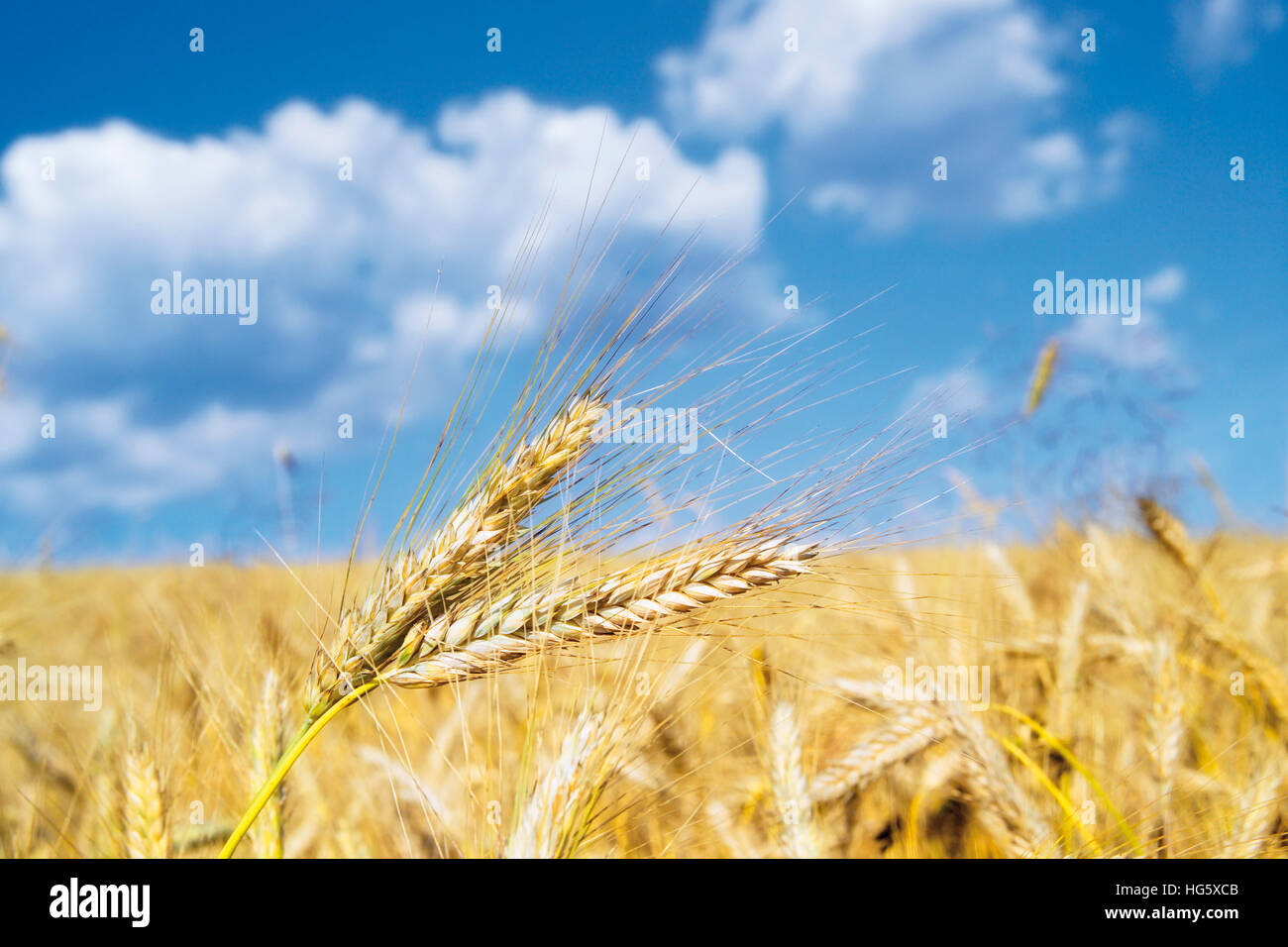 Rye (Secale cereale Stock Photo - Alamy