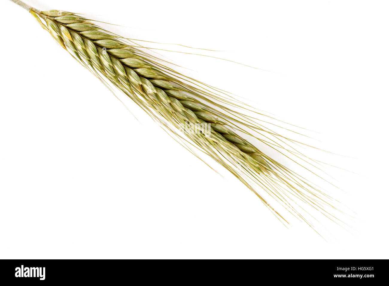 Rye (Secale cereale Stock Photo - Alamy