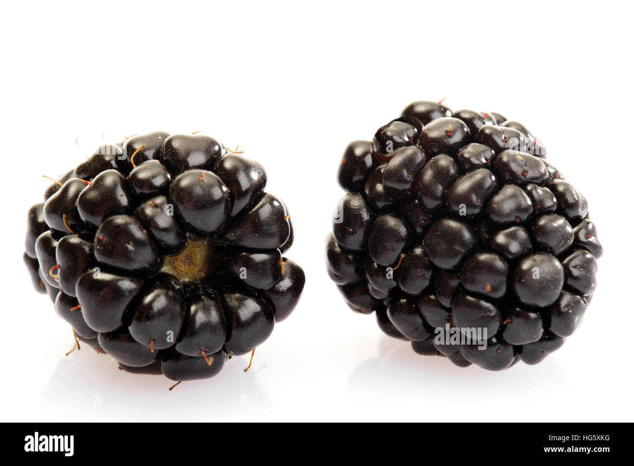 Blackberry brambles cut out hi-res stock photography and images - Alamy