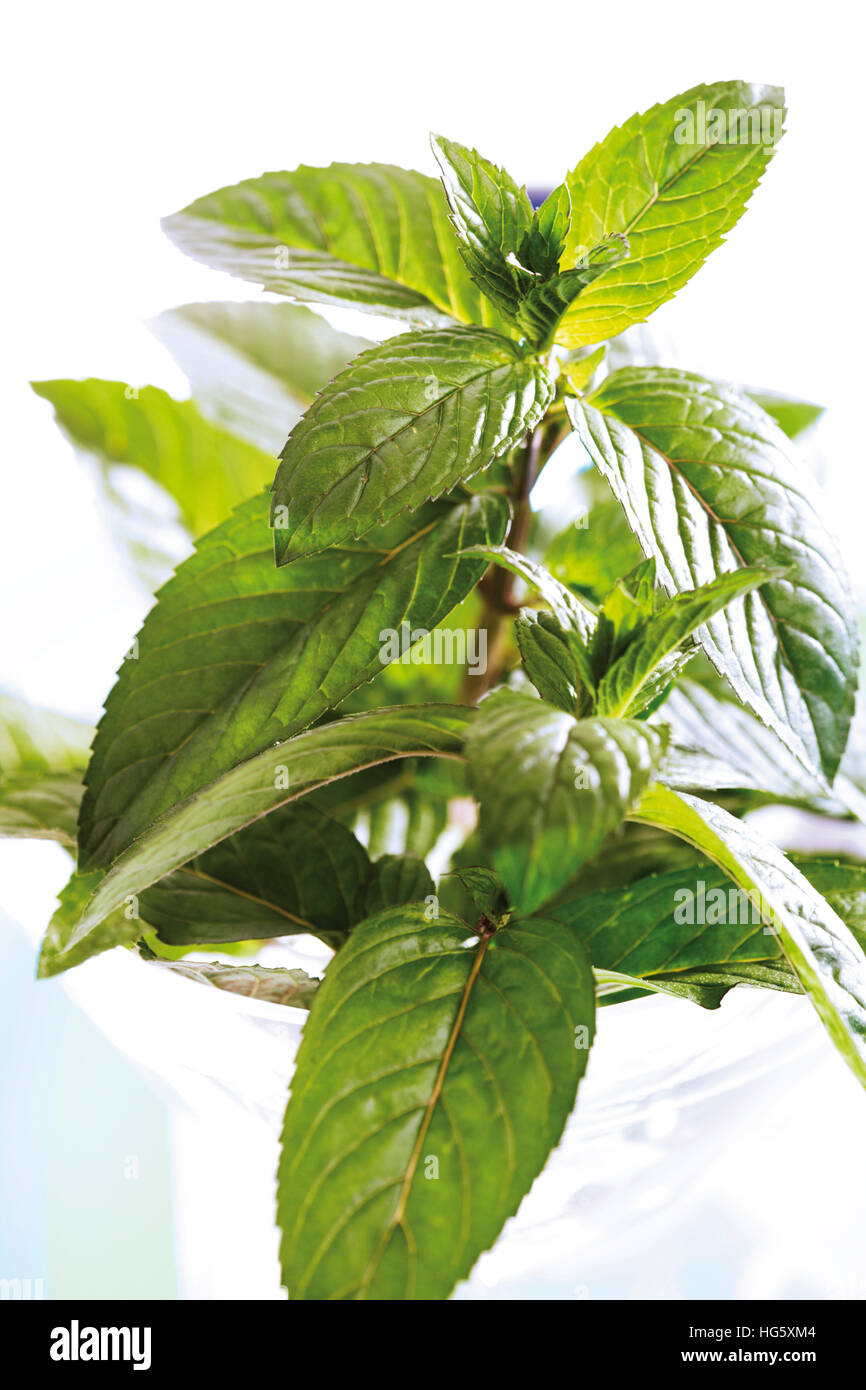 Black Peppermint (Mentha piperita nigra Stock Photo - Alamy