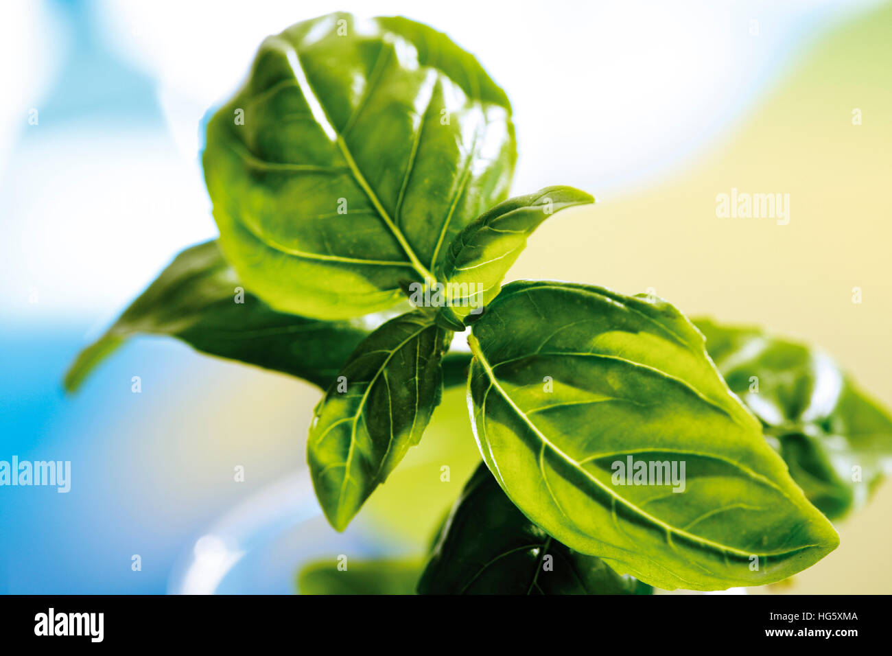 Basil (Ocimum basilicum Stock Photo - Alamy