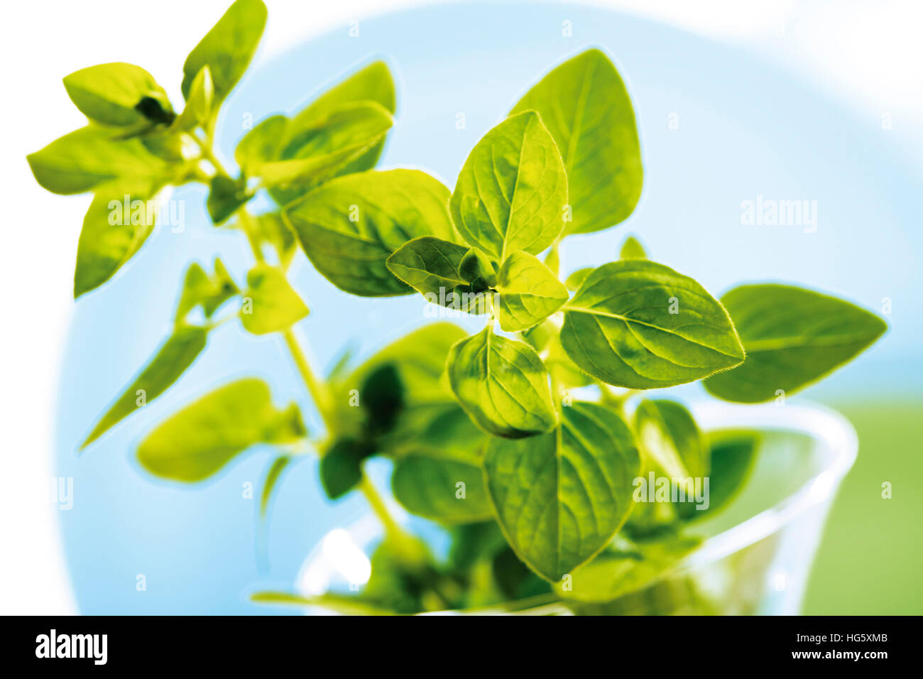 Origanum vulgare aureum hi-res stock photography and images - Alamy