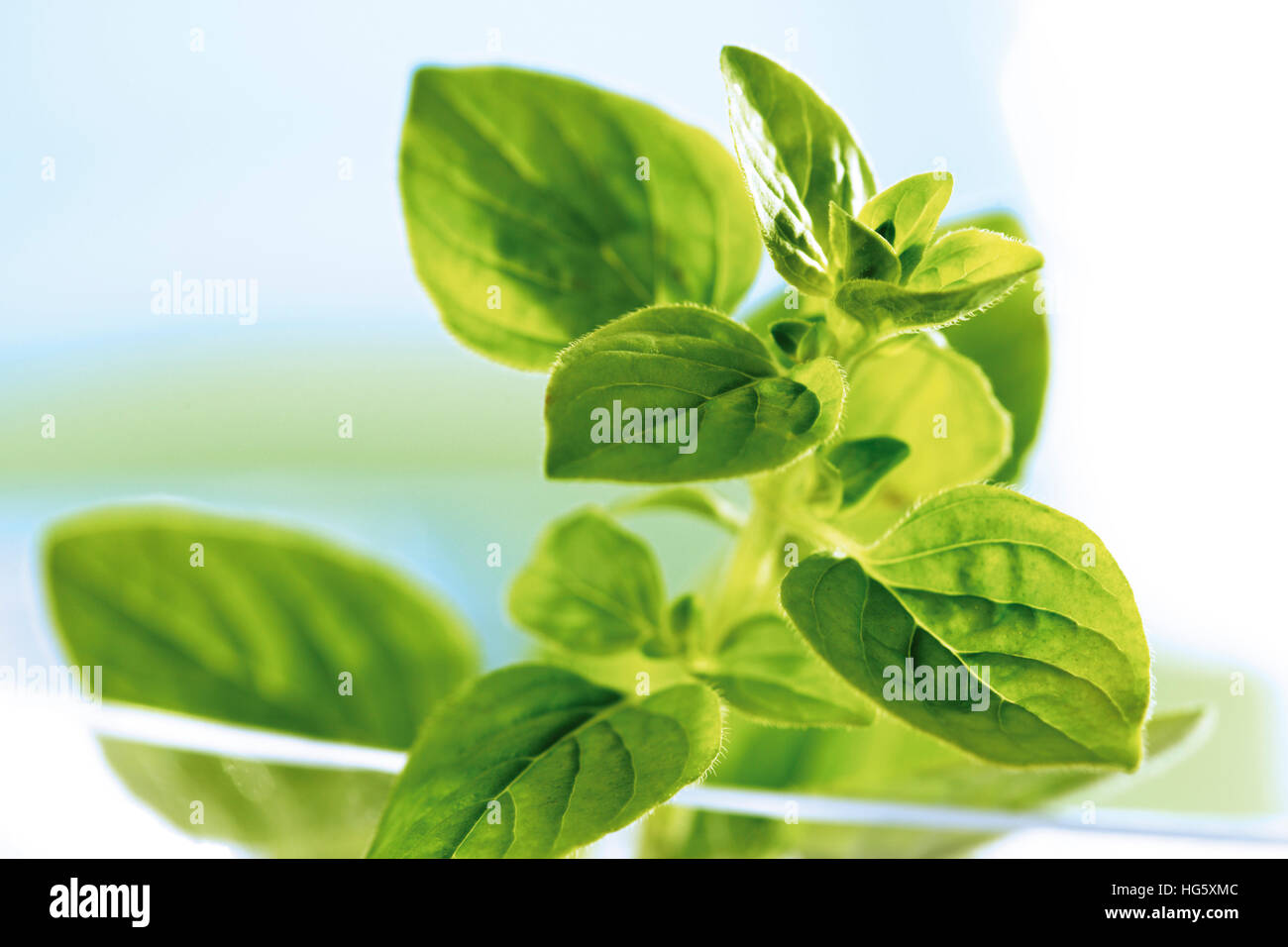 Origanum vulgare aureum hi-res stock photography and images - Alamy