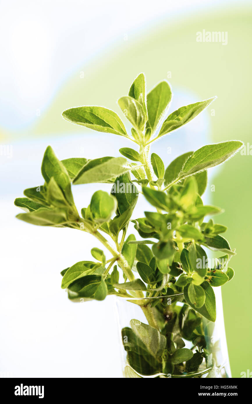 Origanum vulgare aureum hi-res stock photography and images - Alamy