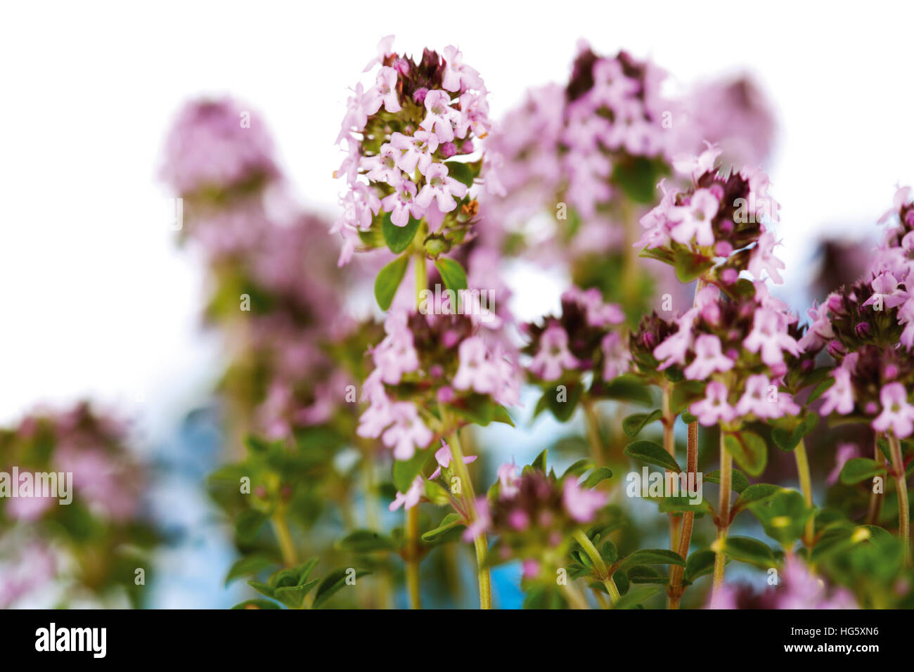 Lemon Thyme (Thymus × citriodorus Stock Photo - Alamy