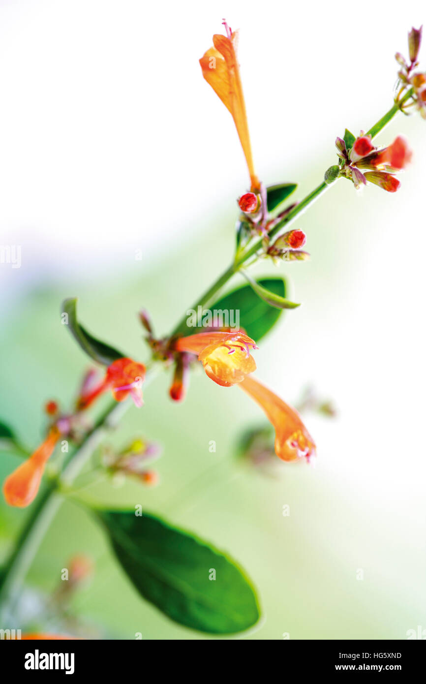 Mexican Giant Hyssop (Agastache mexicana Stock Photo - Alamy