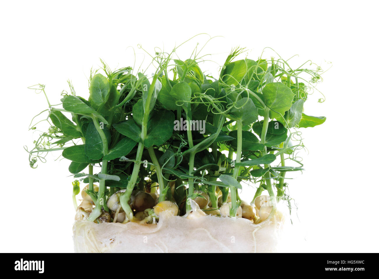 Affilla High Resolution Stock Photography and Images - Alamy