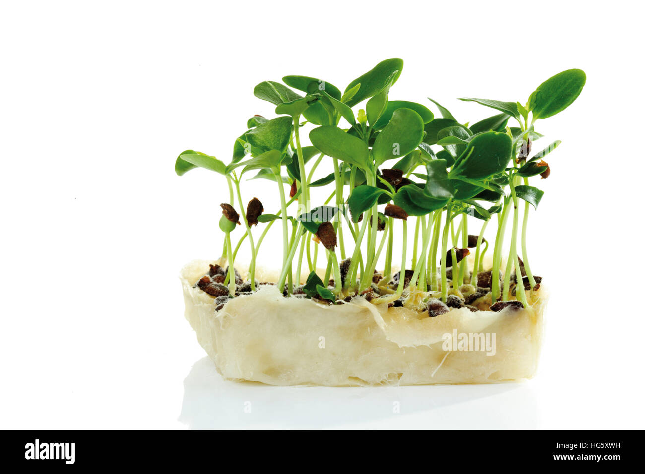 Tahoon Cress High Resolution Stock Photography and Images - Alamy