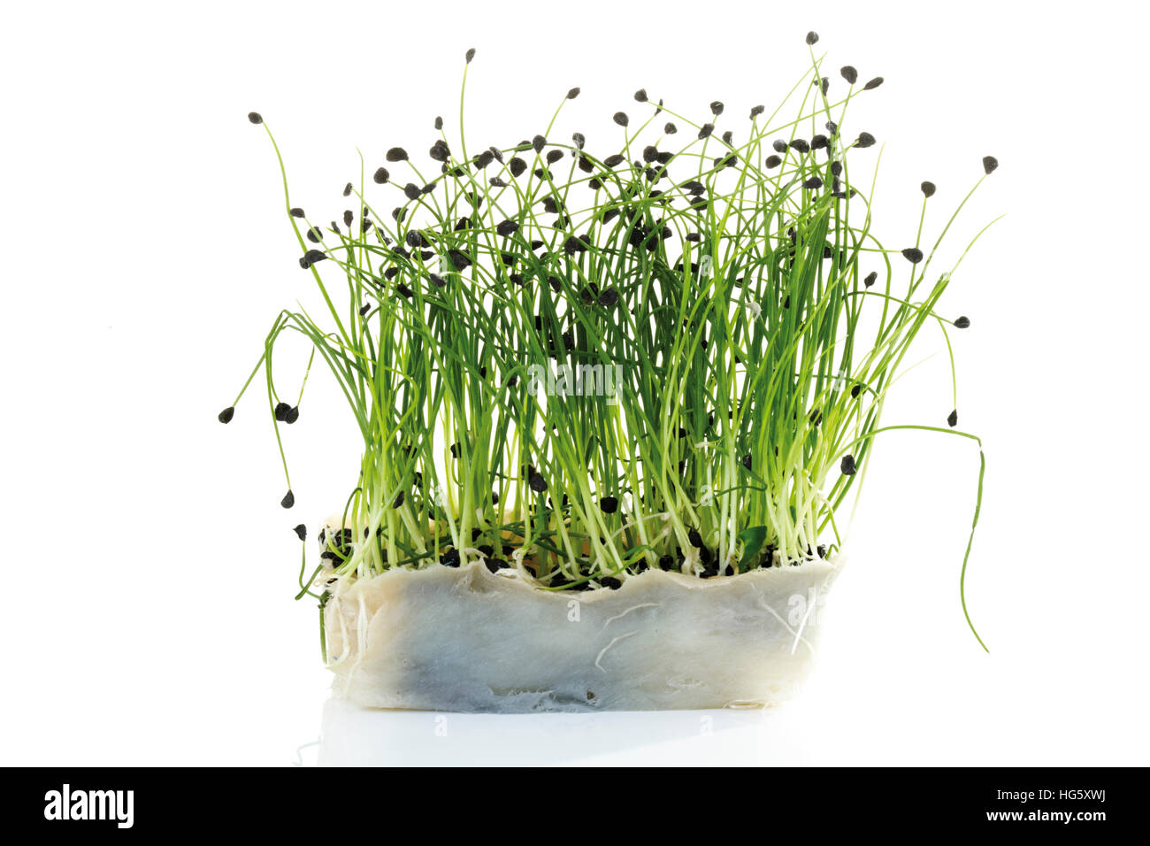 Rock chives cress hi-res stock photography and images - Alamy