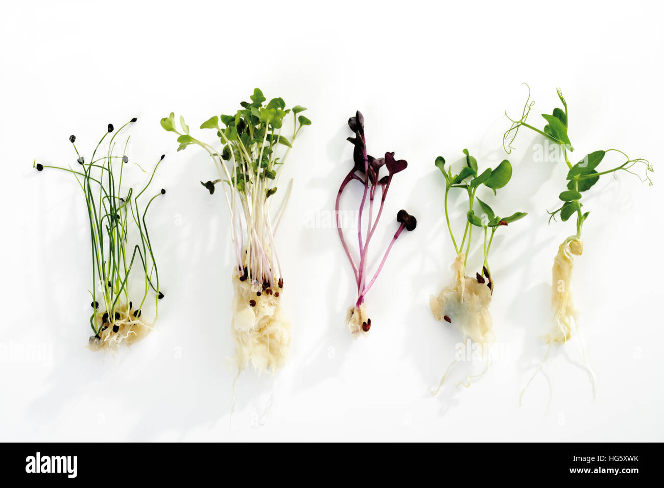 Daikon cress hi-res stock photography and images - Alamy