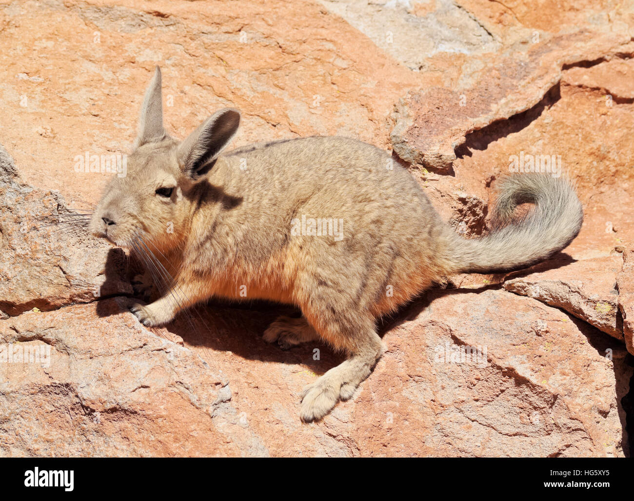 Mountain Viscacha Lagidium High Resolution Stock Photography and Images ...