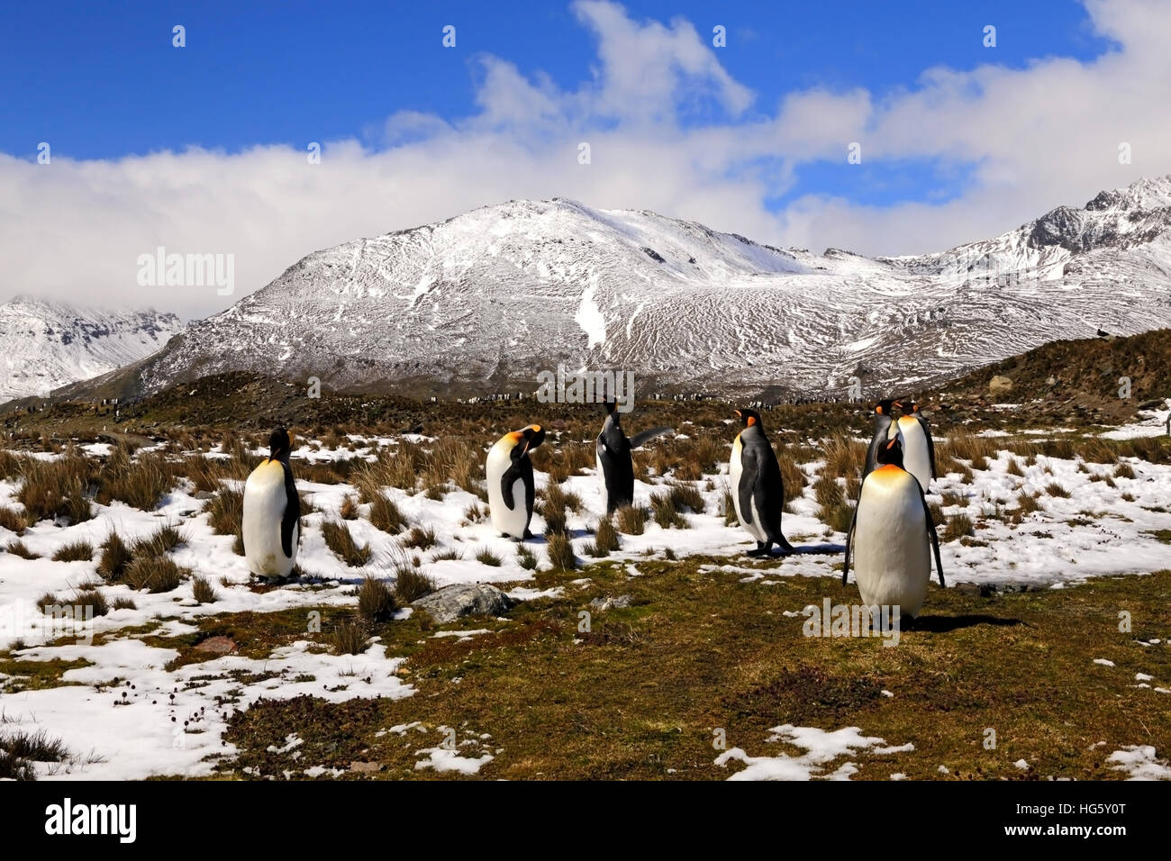King Penguins 2 Stock Photo - Alamy