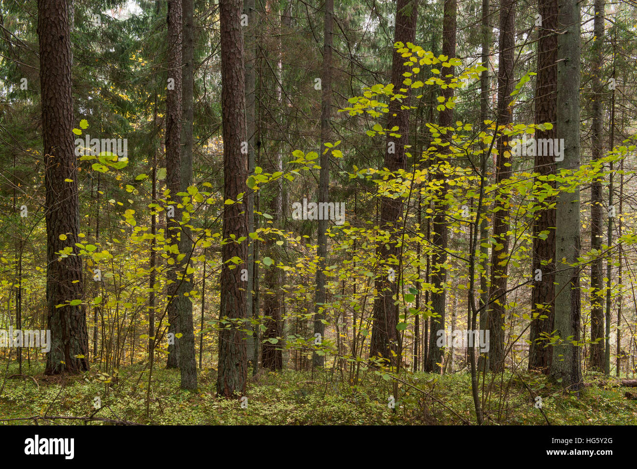 Autumn in the forest Stock Photo - Alamy