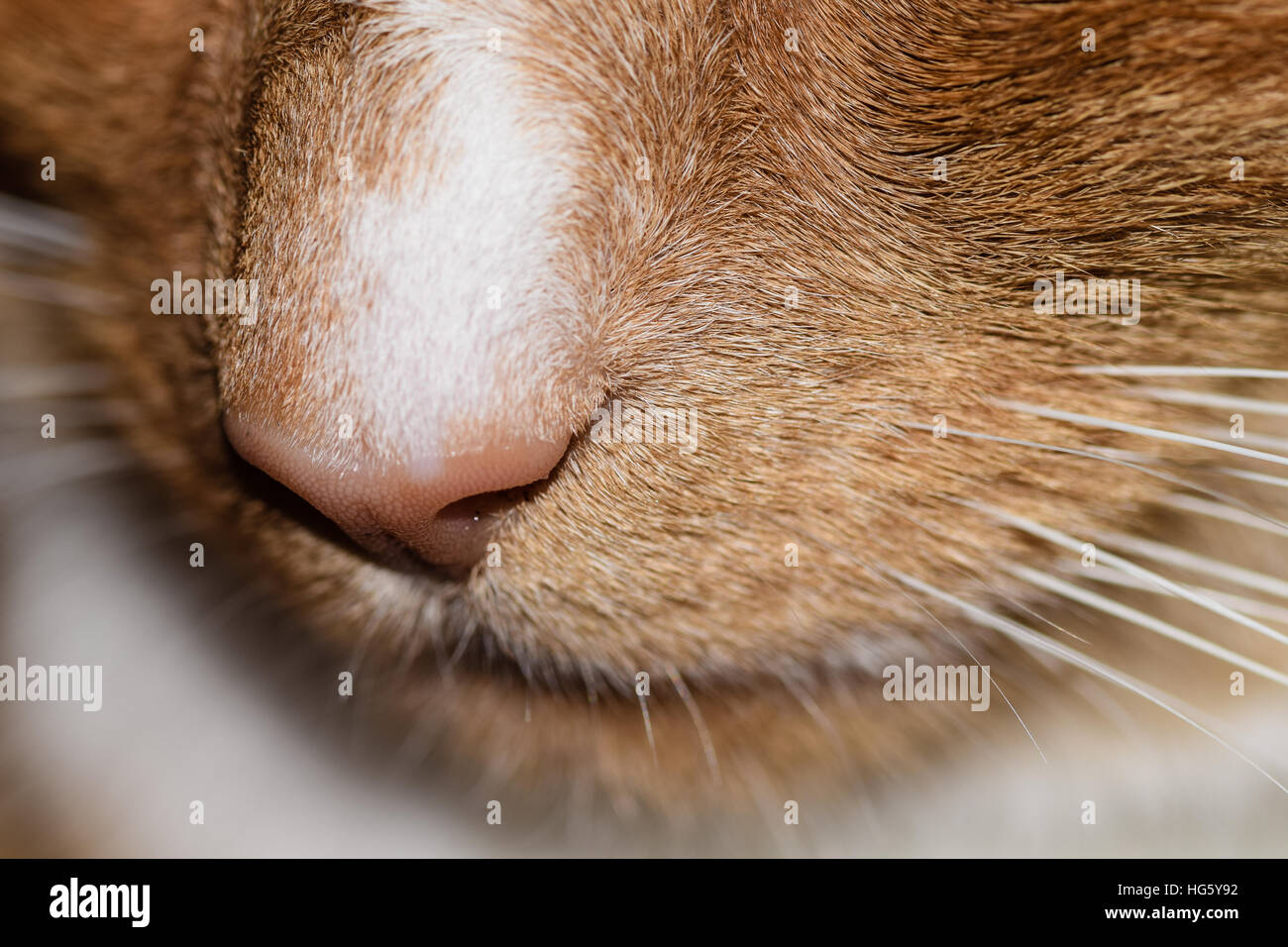Close up of domestic cat's nose Stock Photo - Alamy