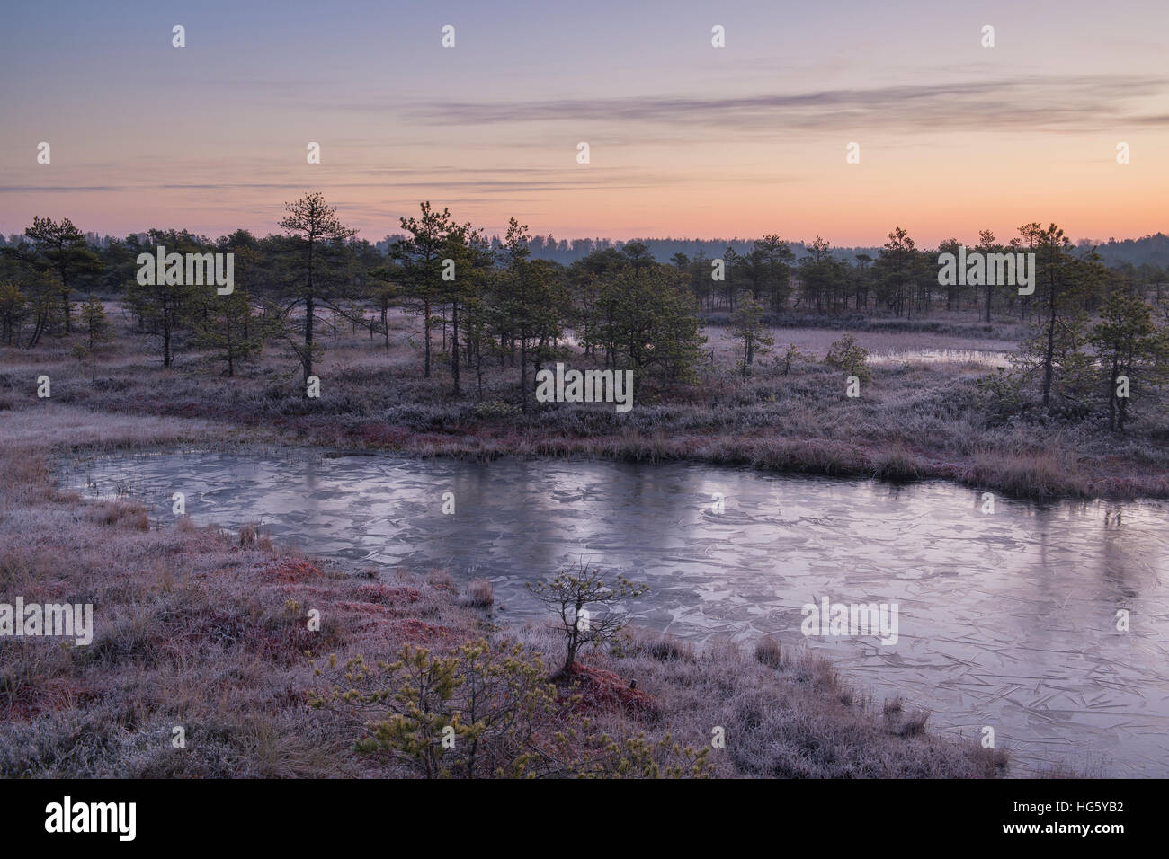 Bog pool in the hi-res stock photography and images - Alamy
