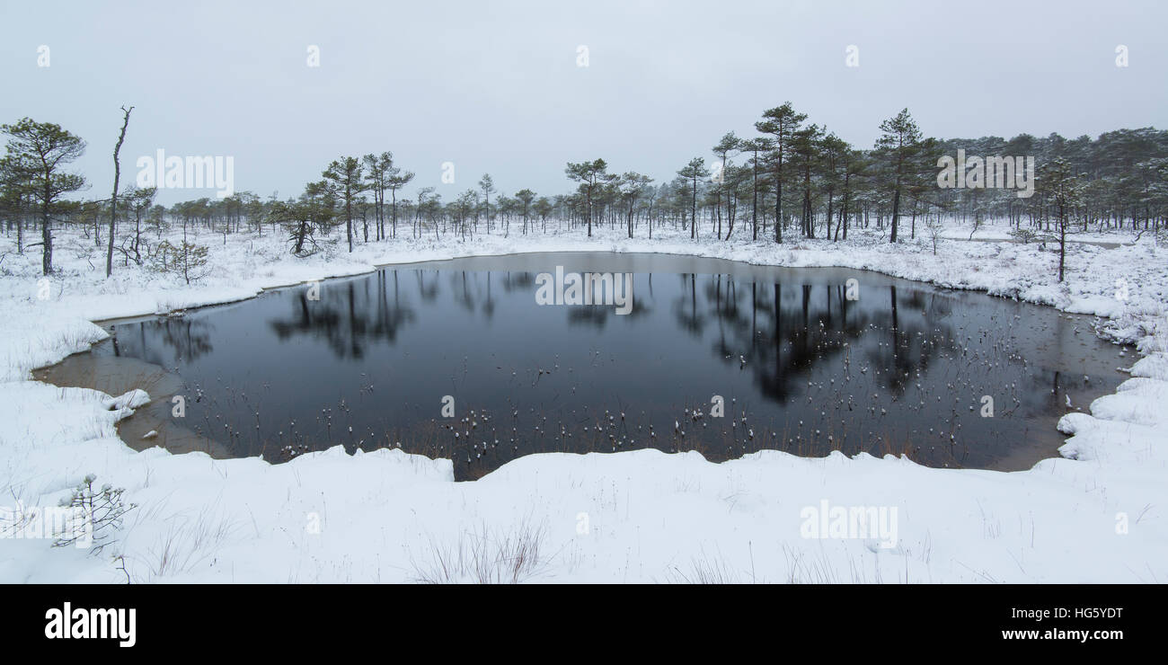 Bog pool in the hi-res stock photography and images - Alamy