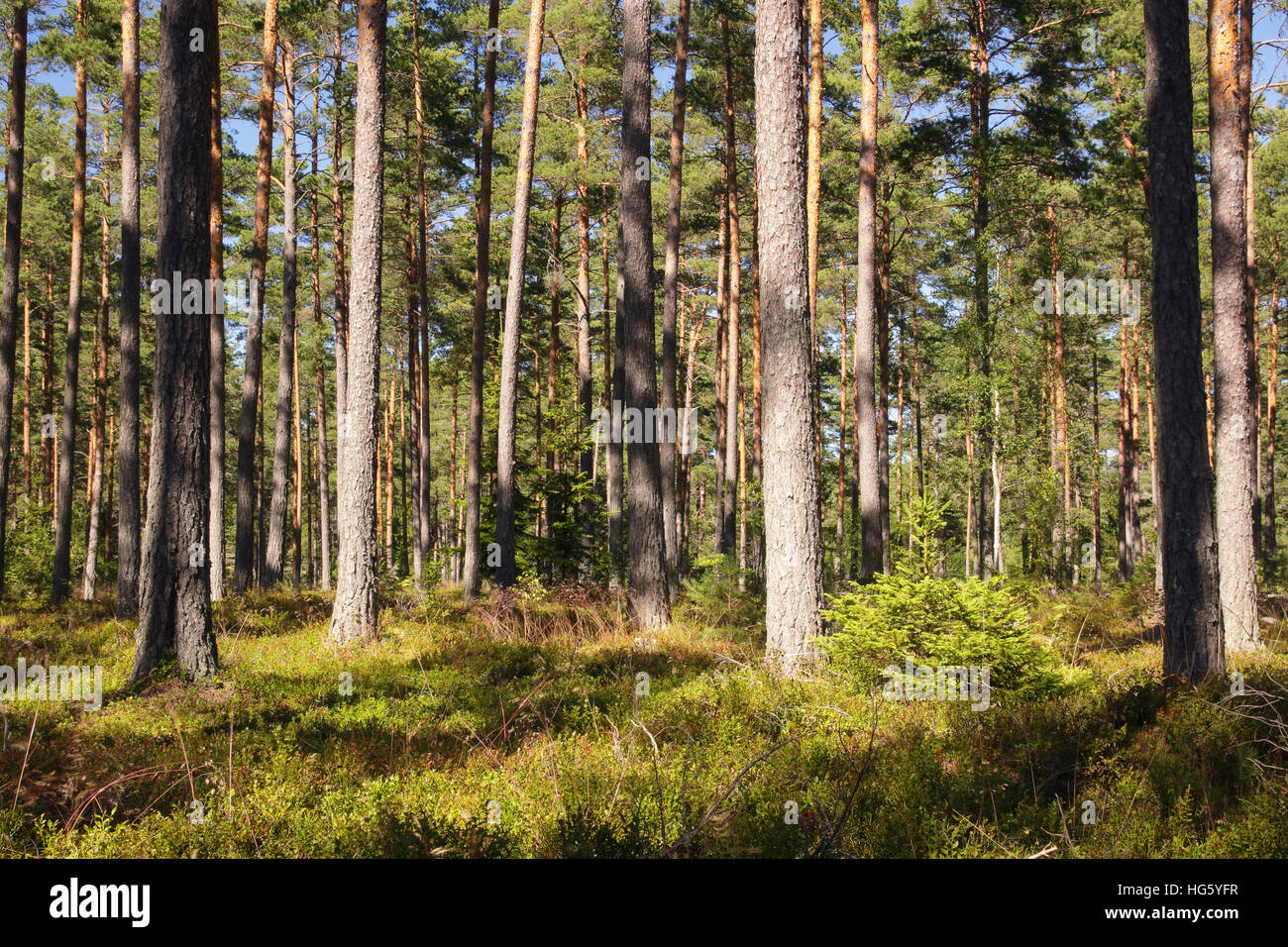 Forest in summer Stock Photo - Alamy