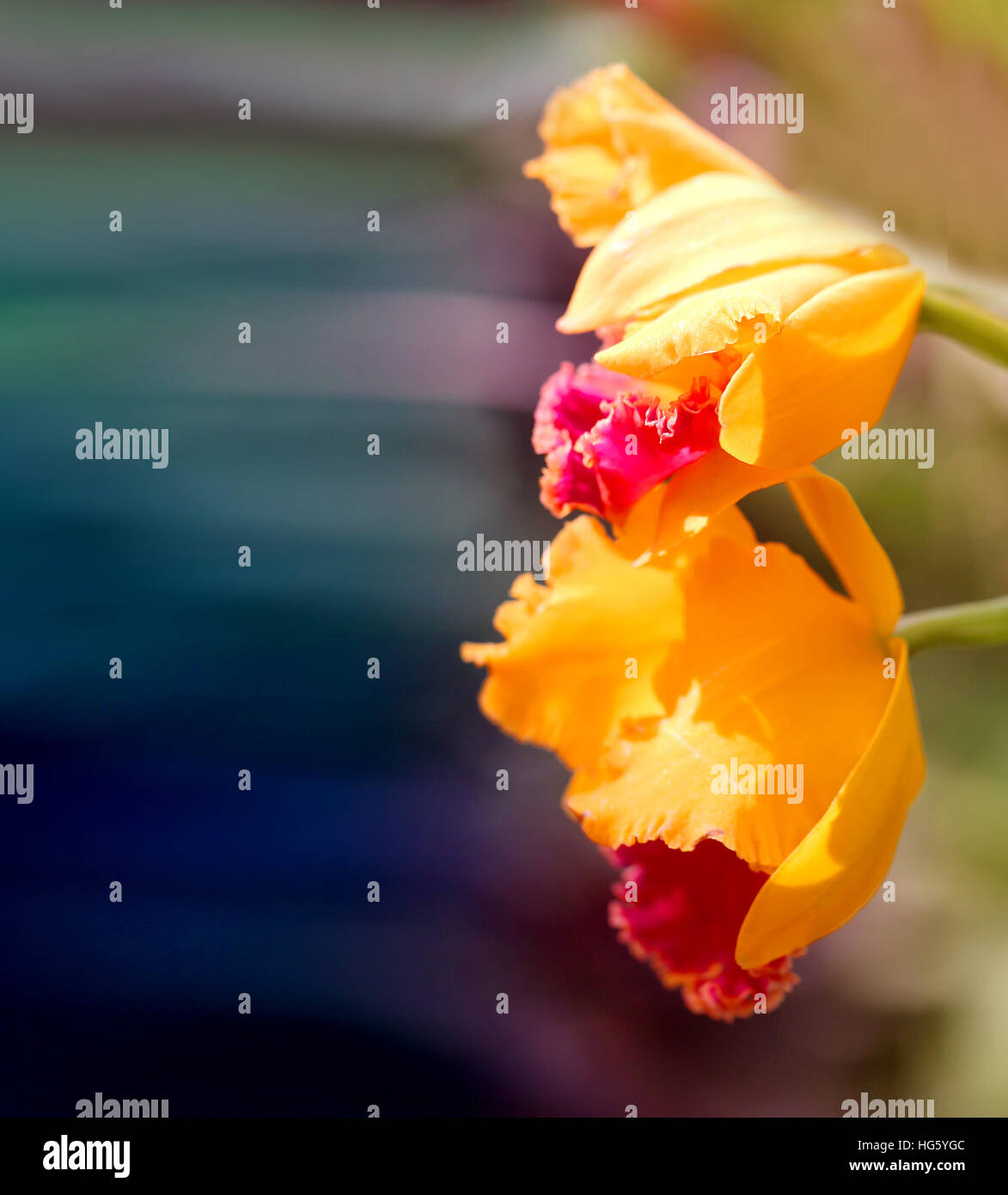 Retro photo of yellow orchids on a tropical island Stock Photo - Alamy