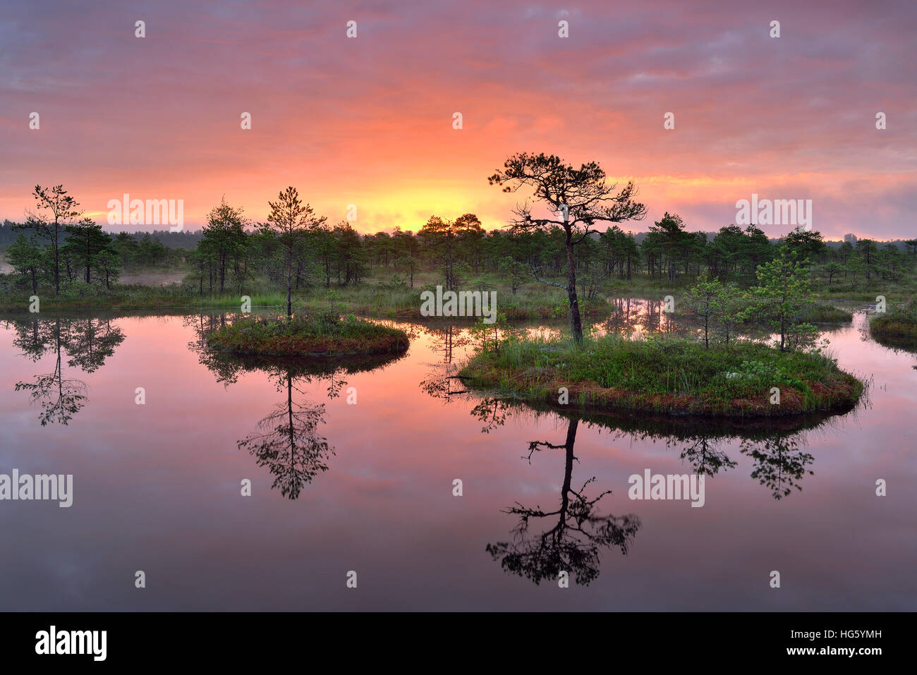 Sunrise in the bog Stock Photo - Alamy