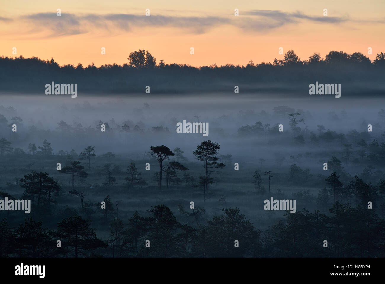 Misty night in the bog Stock Photo - Alamy