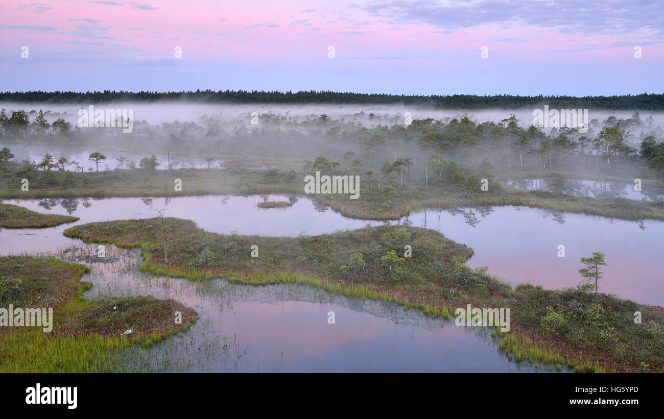 Summer landscape in swamp hi-res stock photography and images - Alamy