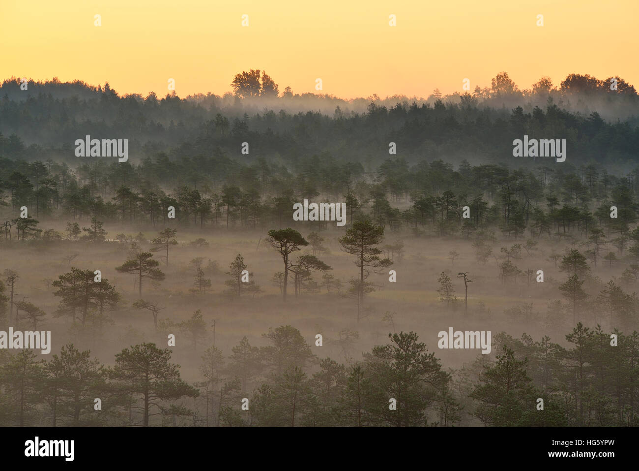Trees in the mist hi-res stock photography and images - Alamy