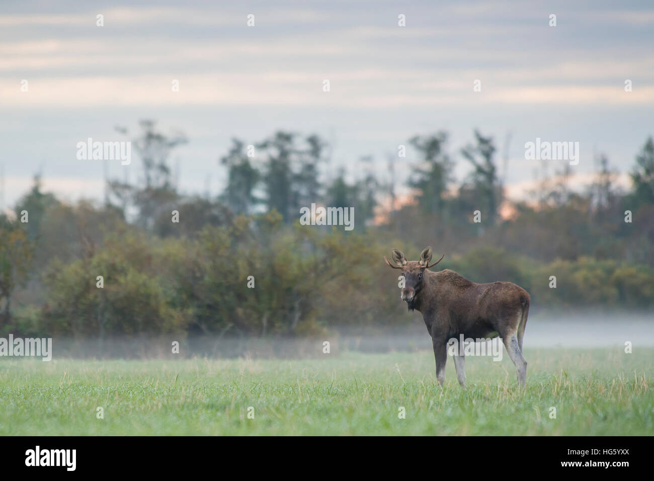 Male moose on the misty meadow Stock Photo - Alamy