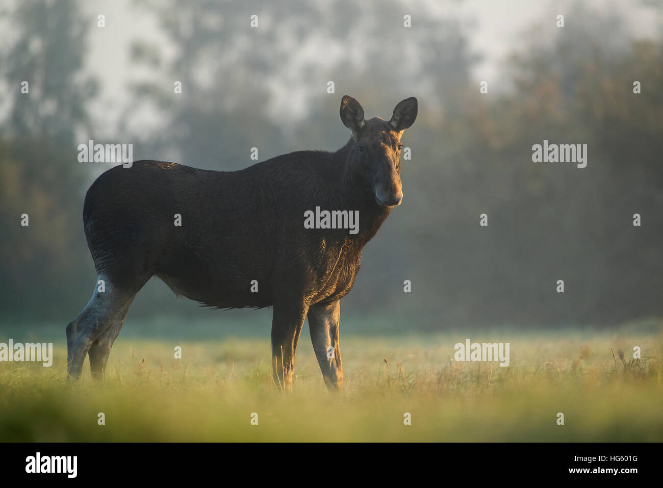 Moose mating hi-res stock photography and images - Alamy