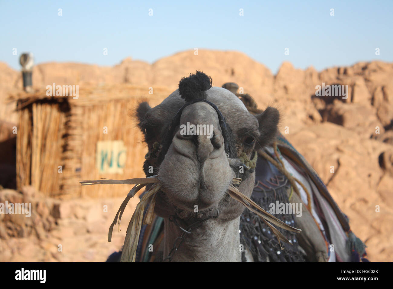 A camel eating Stock Photo - Alamy