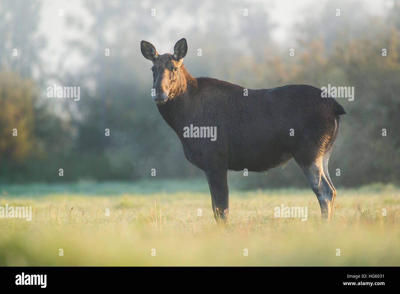 Moose mating hi-res stock photography and images - Alamy