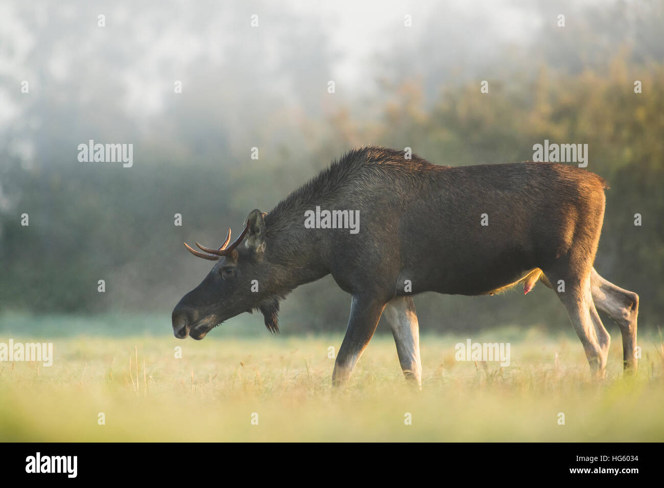 Male moose is getting ready for mating Stock Photo - Alamy