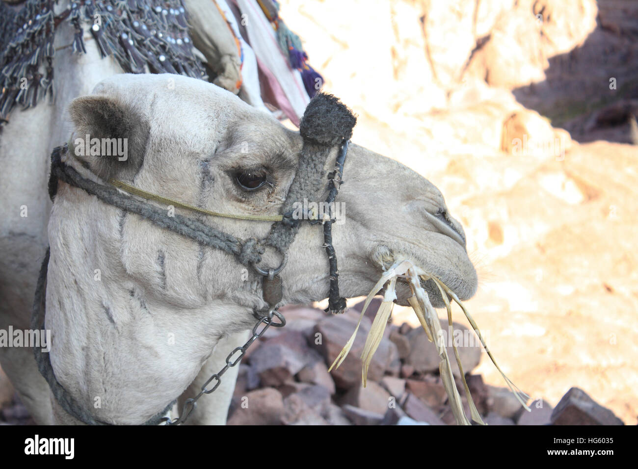 A camel eating Stock Photo - Alamy