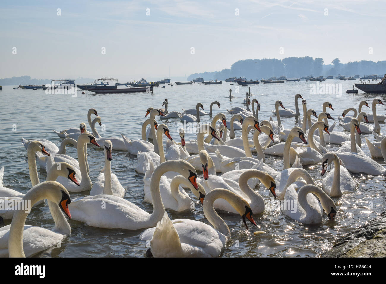 Mob of swans hi-res stock photography and images - Alamy