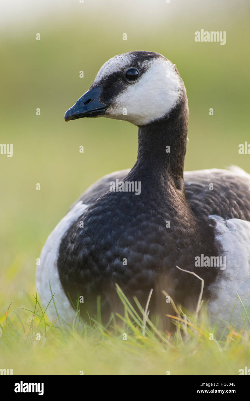 Portrait of a Barnacle goose Stock Photo - Alamy