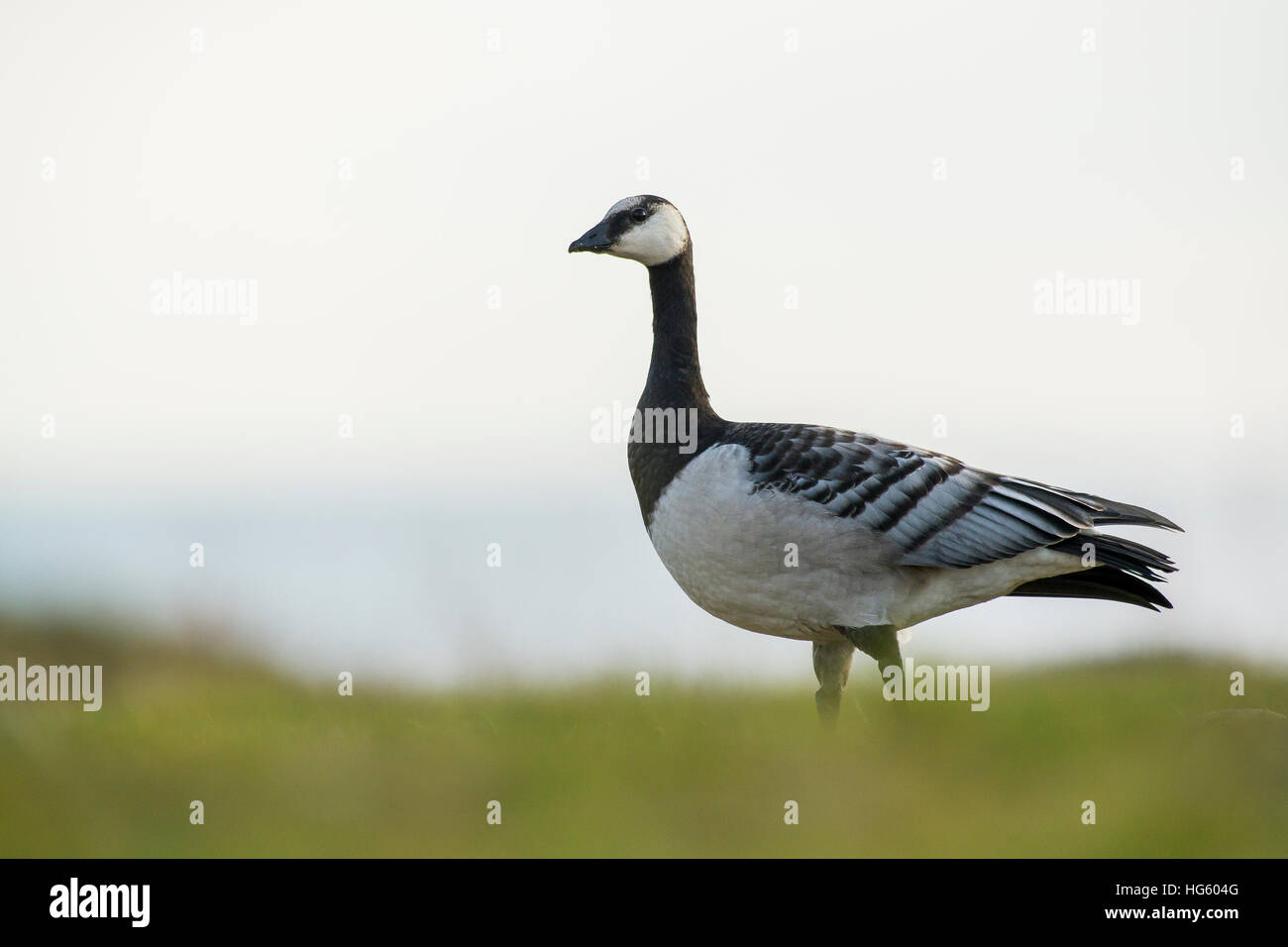 Goose bird hi-res stock photography and images - Alamy