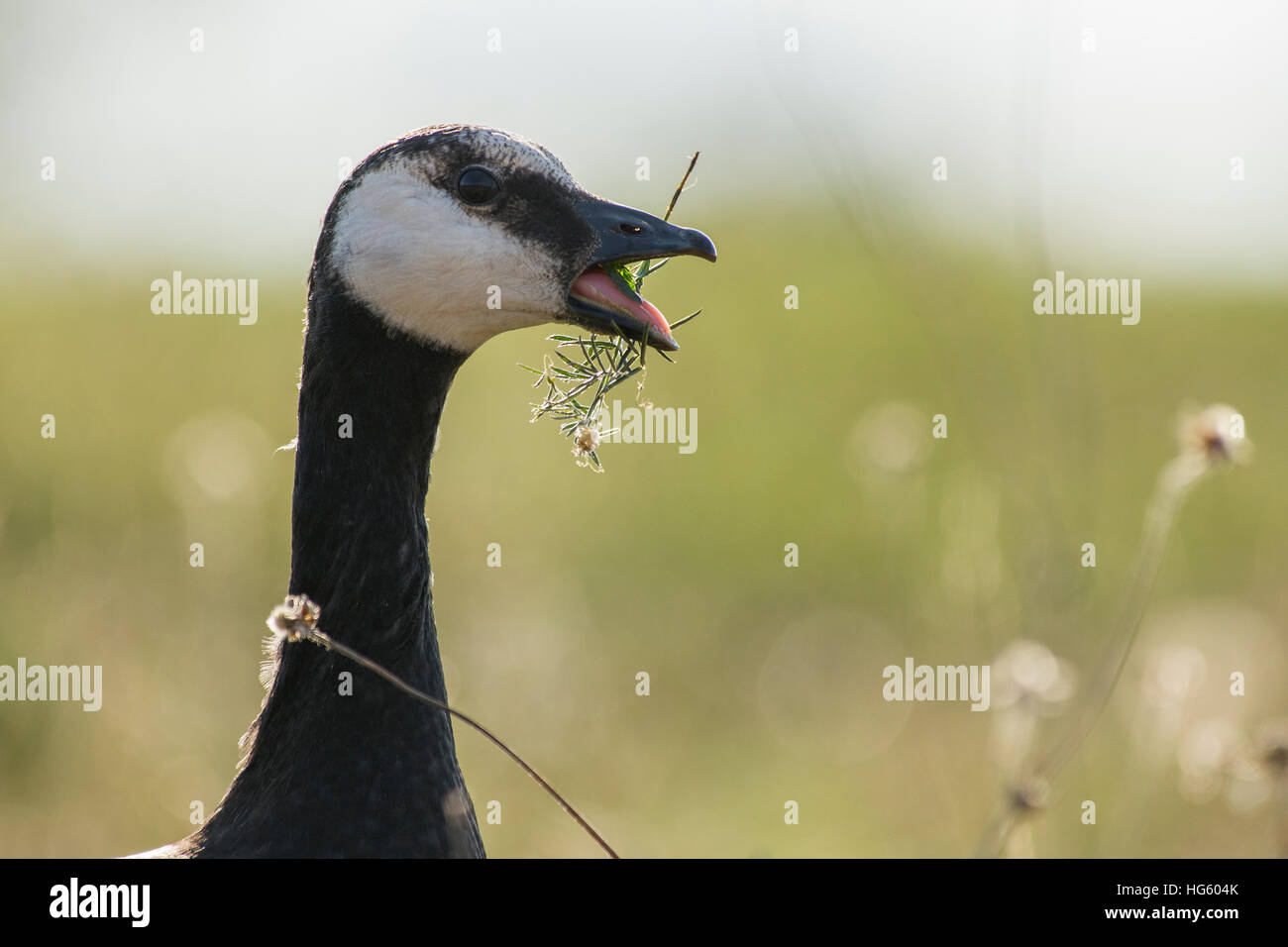 Goose neck barnacle hi-res stock photography and images - Alamy