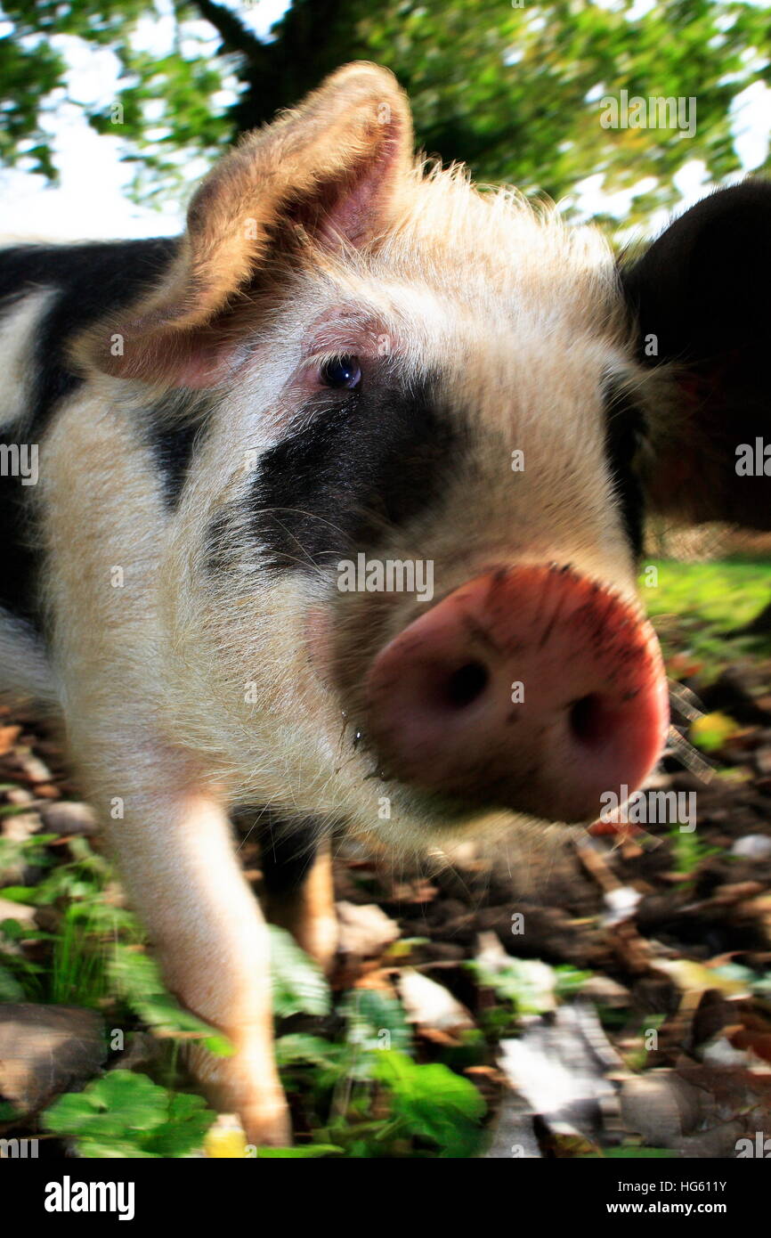 Close up of a pig looking into the camera on a farm in Suffolk Stock ...