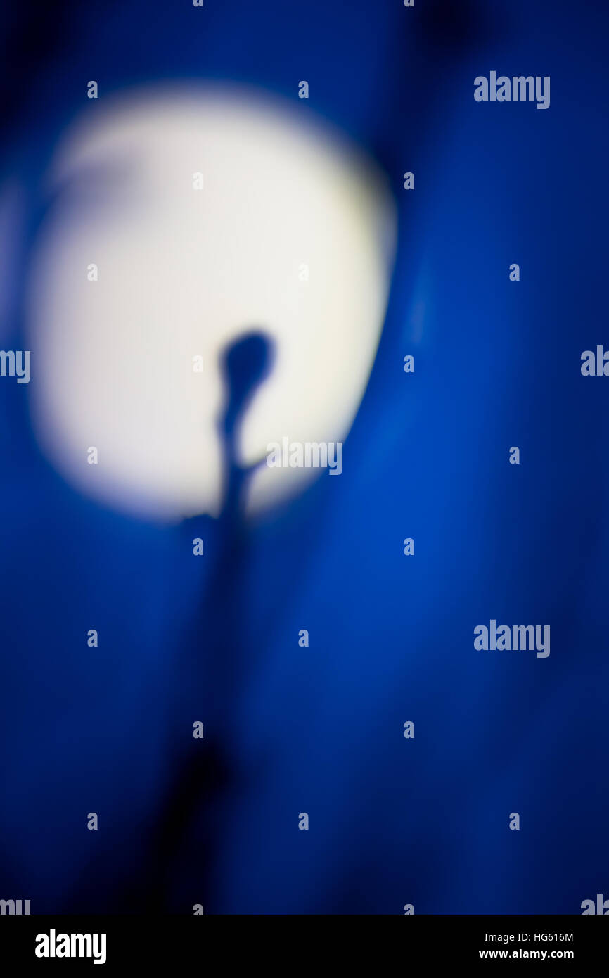 Ball of light shining through tree branches Stock Photo - Alamy