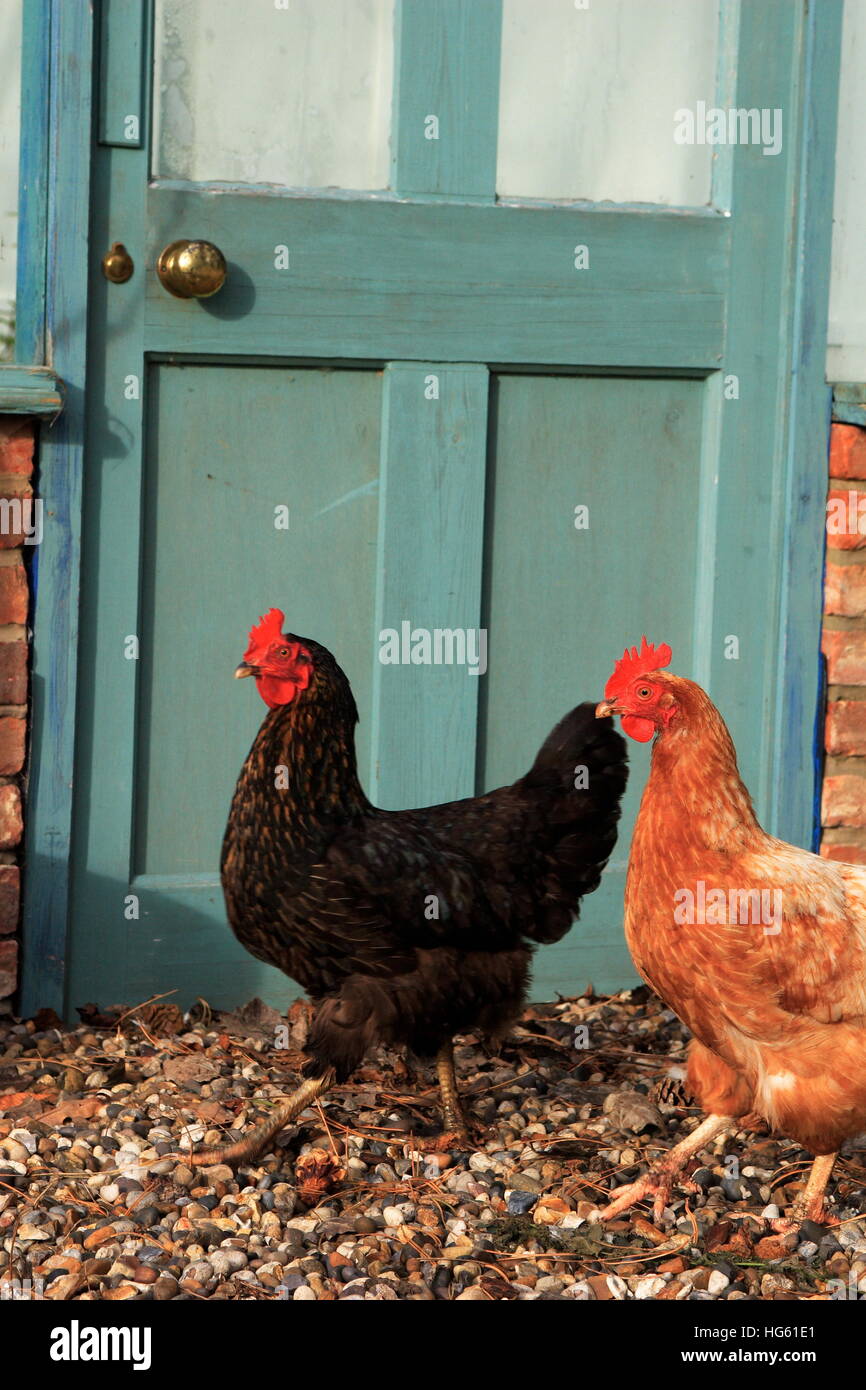 Two hens walking past a blue door in Suffolk Stock Photo - Alamy