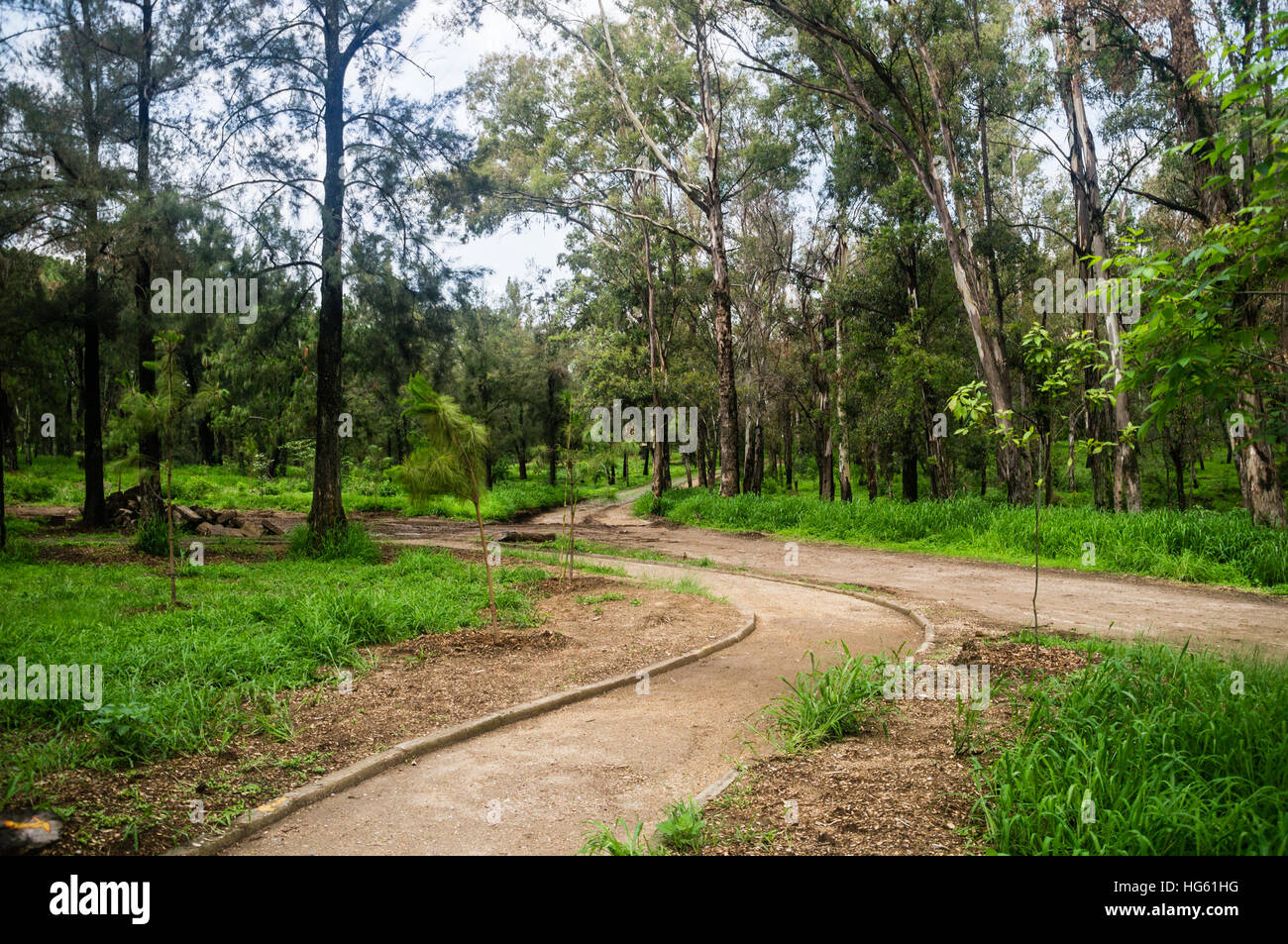 A path between the trees in the middle of the woods Stock Photo - Alamy
