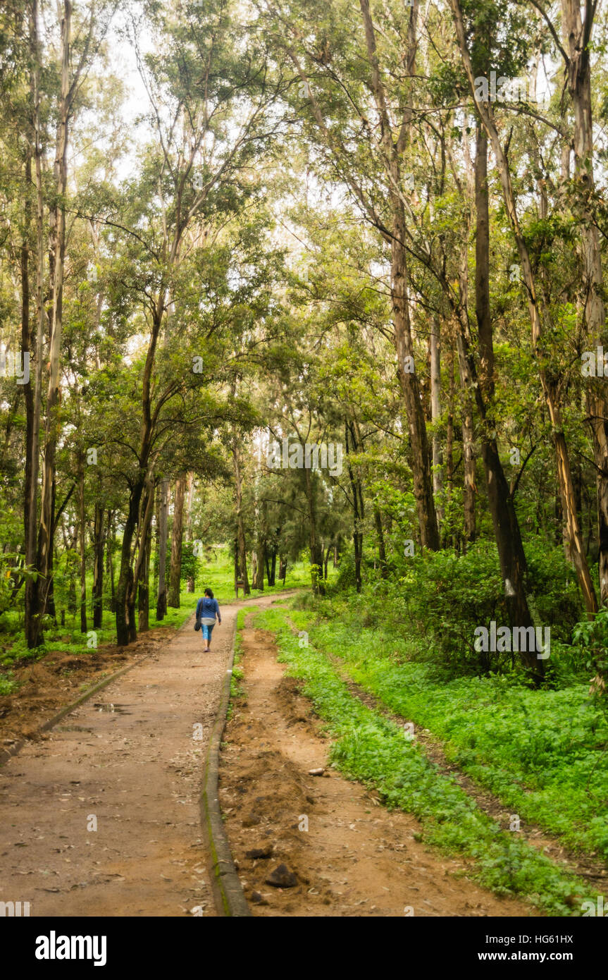 A path between the trees in the middle of the woods Stock Photo - Alamy