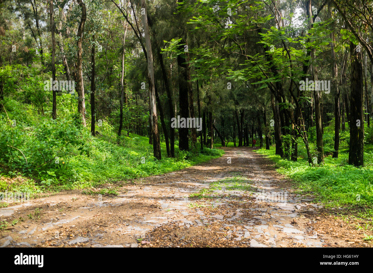 A path between the trees in the middle of the woods Stock Photo - Alamy