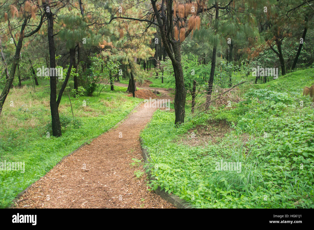 A path between the trees in the middle of the woods Stock Photo - Alamy